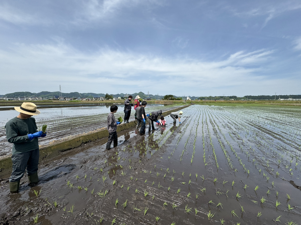 ファストコムメンバーが2024年も田植えをしました！ - FASTCOM